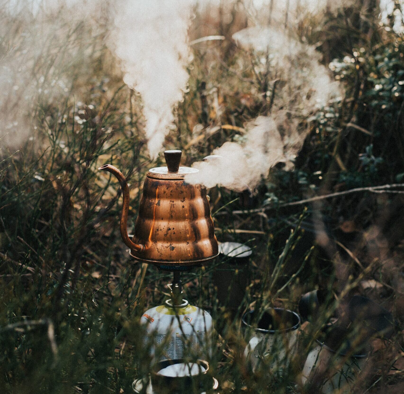 Chaga Tincture | Water extraction - Chaga Mushroom